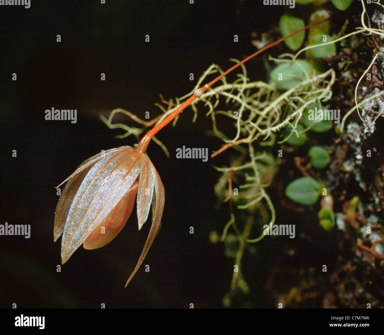 Bulbophyllum hi-res stock photography and images - Alamy