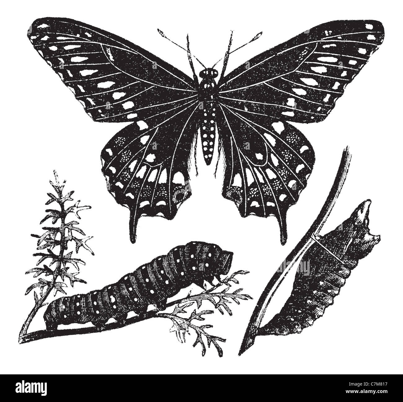 Illustration butterfly swallowtail papilionidae hi-res stock ...