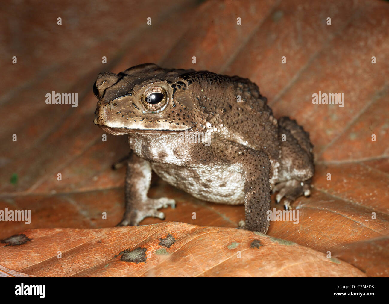 Forest canopy biodiversity High Resolution Stock Photography and Images ...
