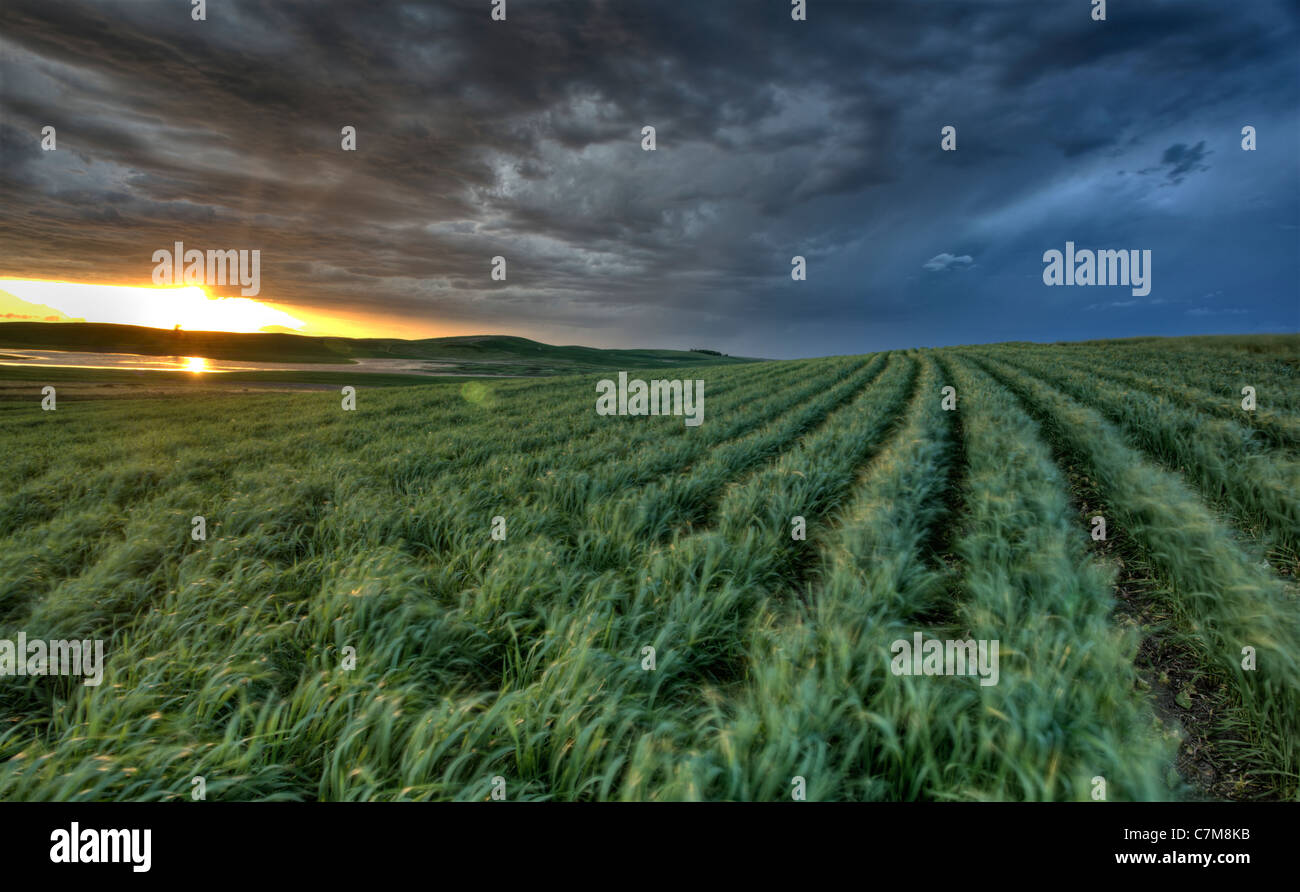sunset nad durum wheat crop storm clouds Stock Photo - Alamy
