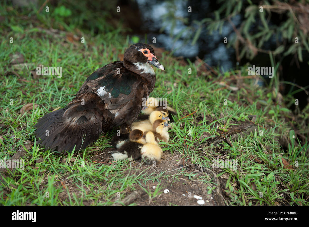 Duck protecting ducklings hi-res stock photography and images - Alamy