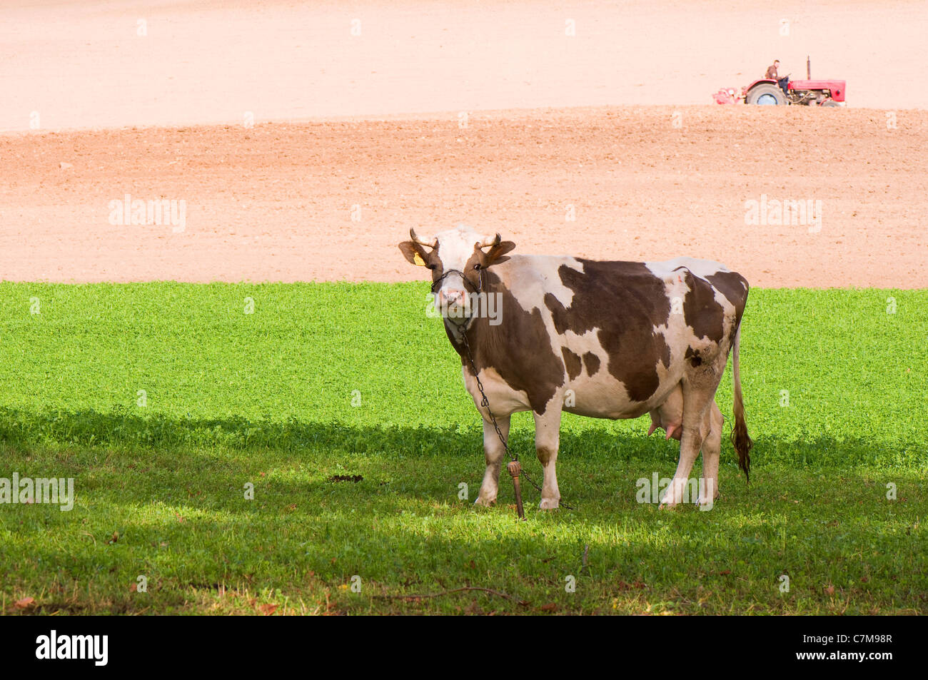 Cow chew hi-res stock photography and images - Alamy
