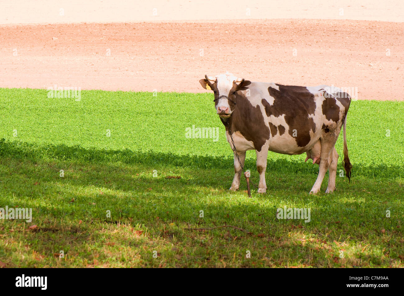 Strange cattle hi-res stock photography and images - Alamy