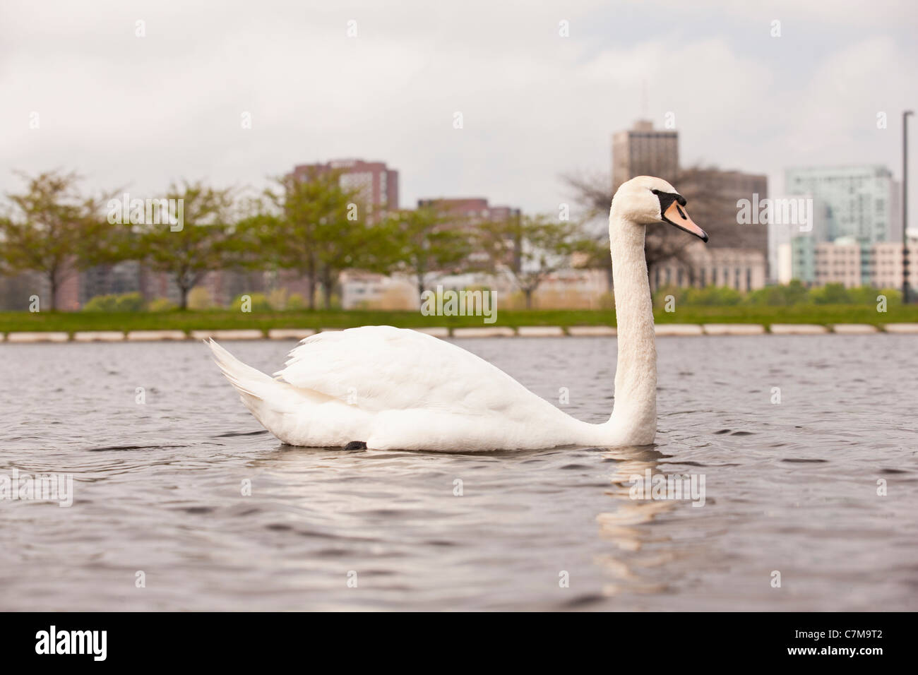 Swan on a river with a city in the background, Charles River, Cambridge ...