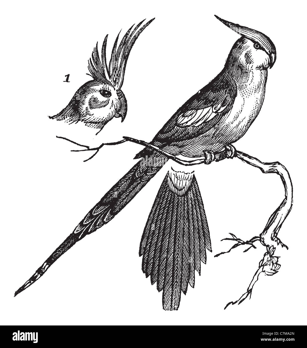 Cockatiel drawing hi-res stock photography and images - Alamy