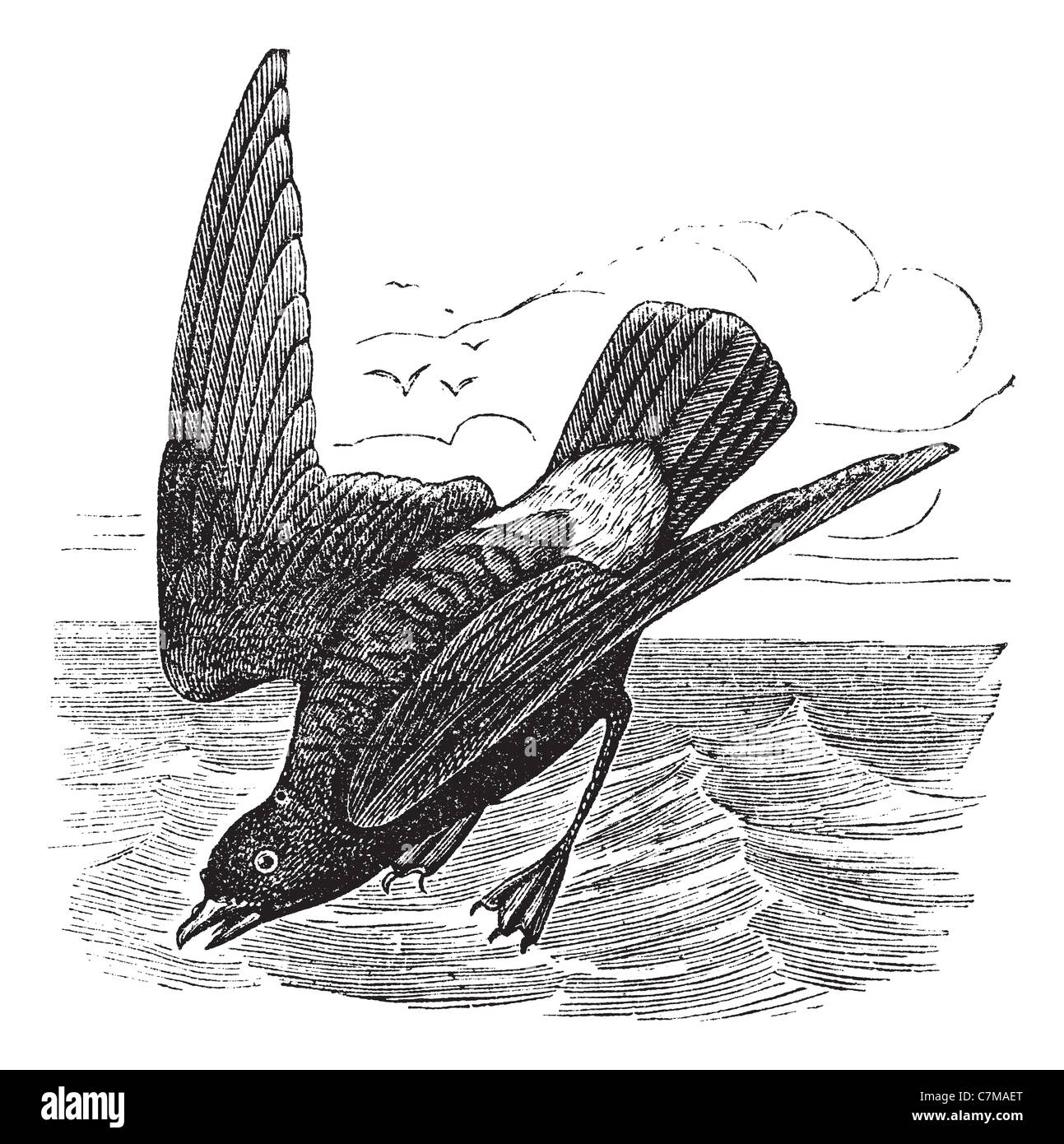 Petrel bird Cut Out Stock Images & Pictures - Alamy