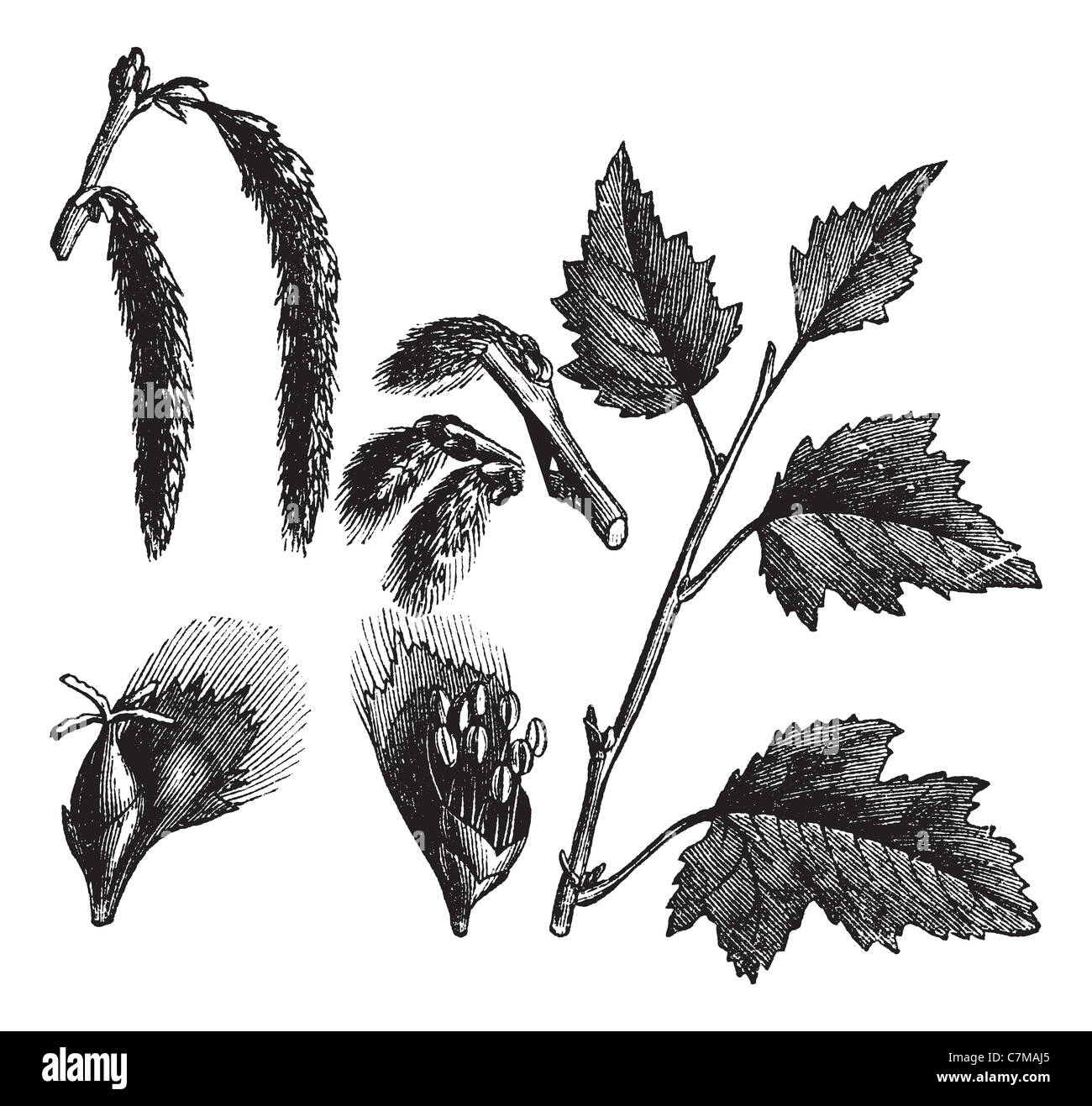 Populus alba fruit hi-res stock photography and images - Alamy