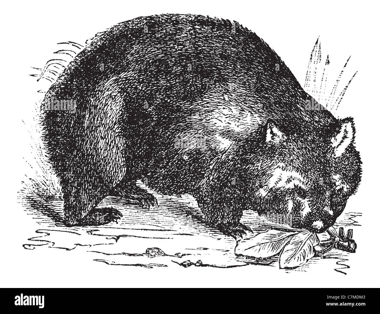 Common wombat or Bare-nosed wombat, vintage engraving. Old engraved ...