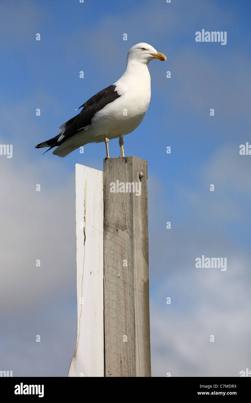Perched sea bird hi-res stock photography and images - Alamy