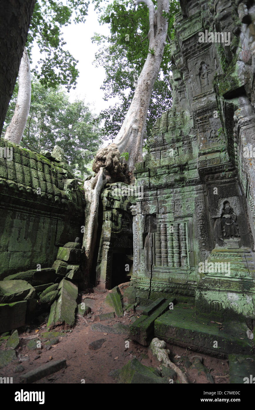 Ta Prohm temple, Angkor, Cambodia Stock Photo - Alamy