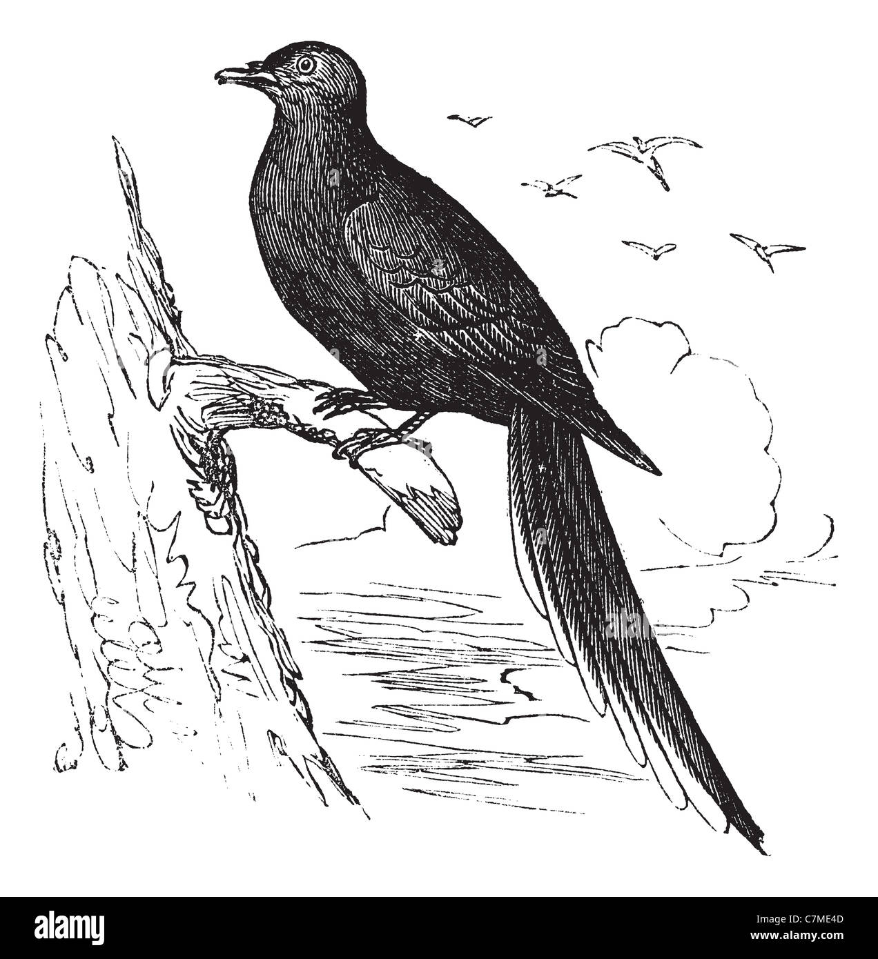 Pigeon post hi-res stock photography and images - Alamy