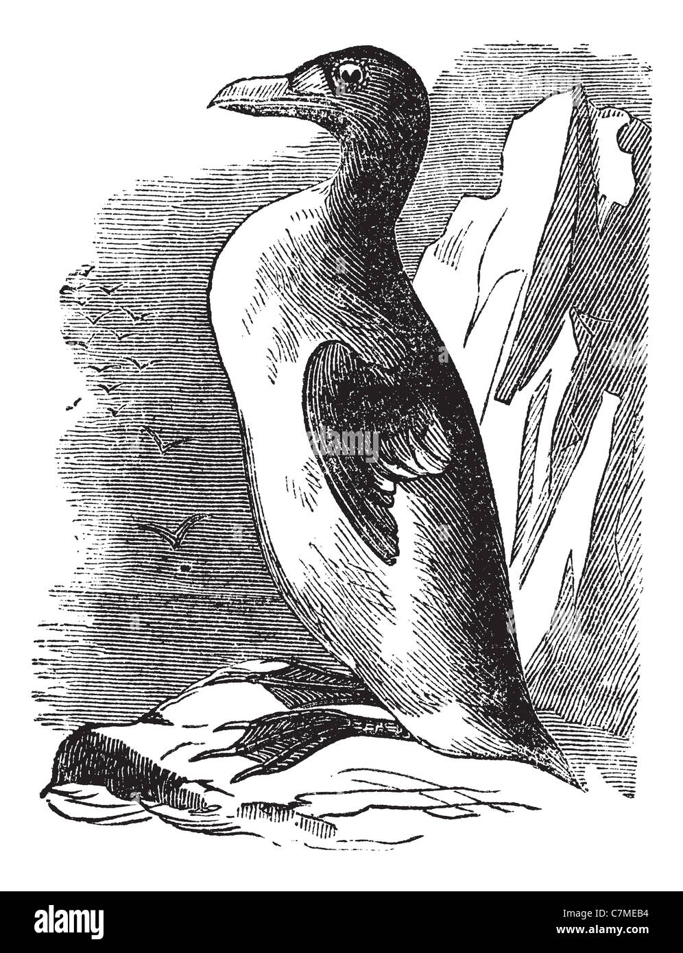 Great Auk (Alca impennis), vintage engraved illustration.Trousset ...
