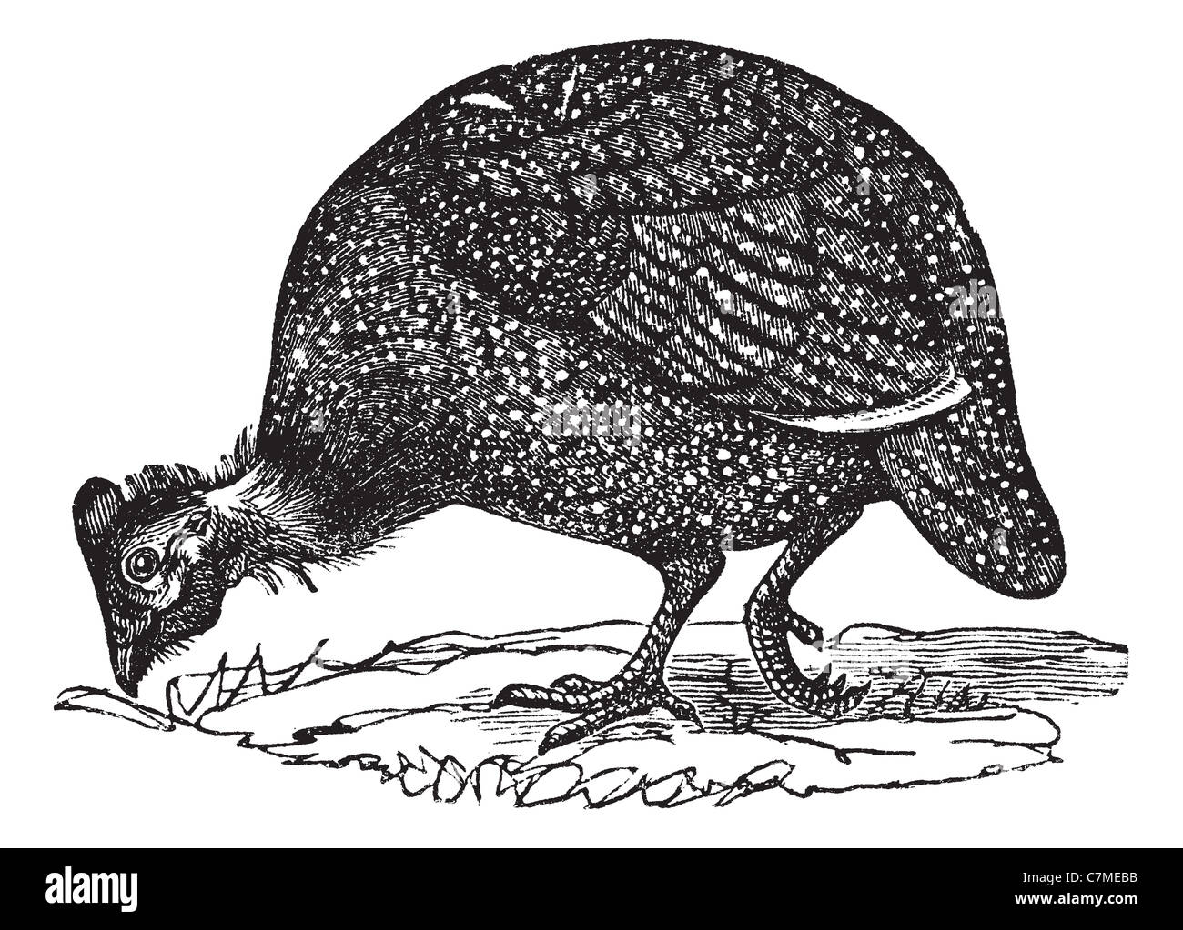 Guinea fowl drawing hi-res stock photography and images - Alamy