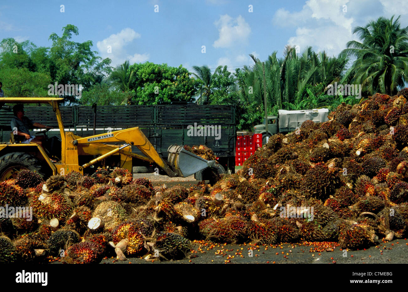 Palm Oil Production High Resolution Stock Photography and Images - Alamy