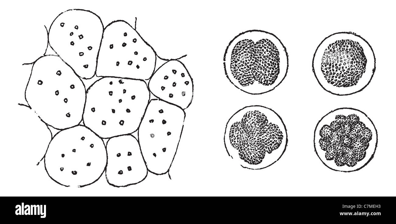 Mitosis plant cell division hi-res stock photography and images - Alamy