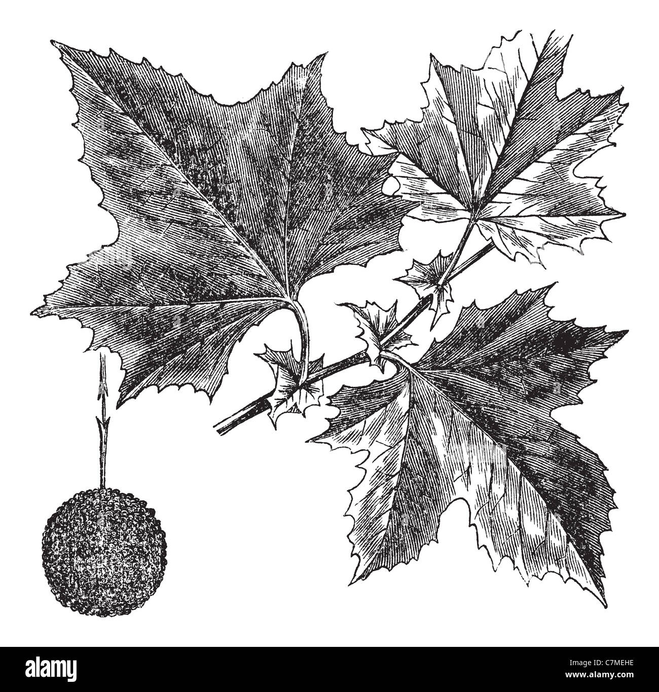 How To Draw A Sycamore Leaf