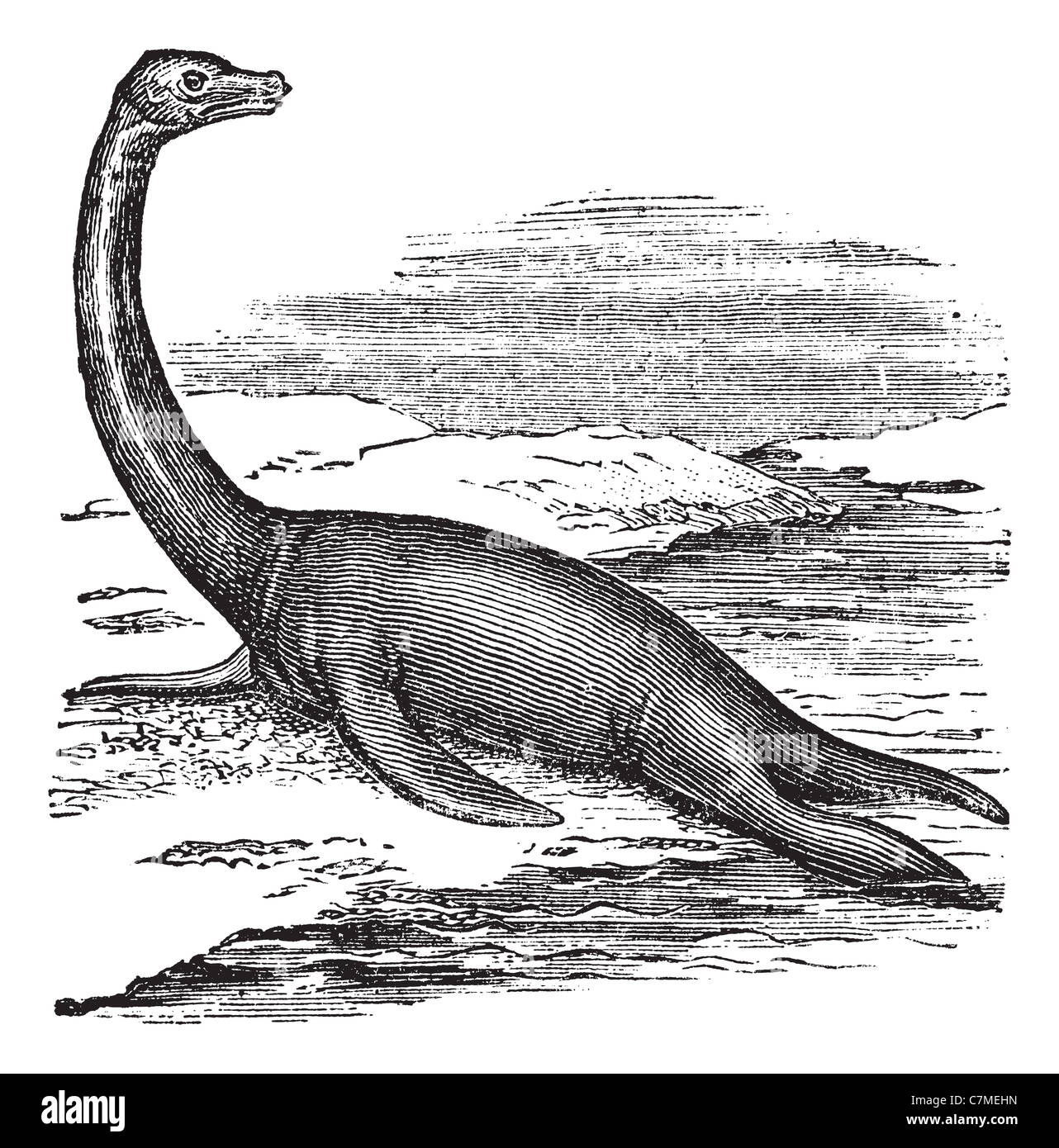 Plesiosaur, vintage engraved illustration. Trousset encyclopedia (1886 ...