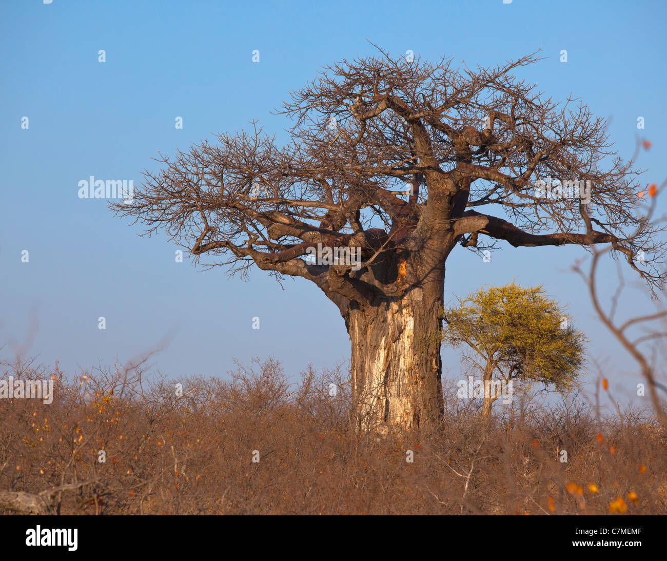 Boabab leaves hi-res stock photography and images - Alamy
