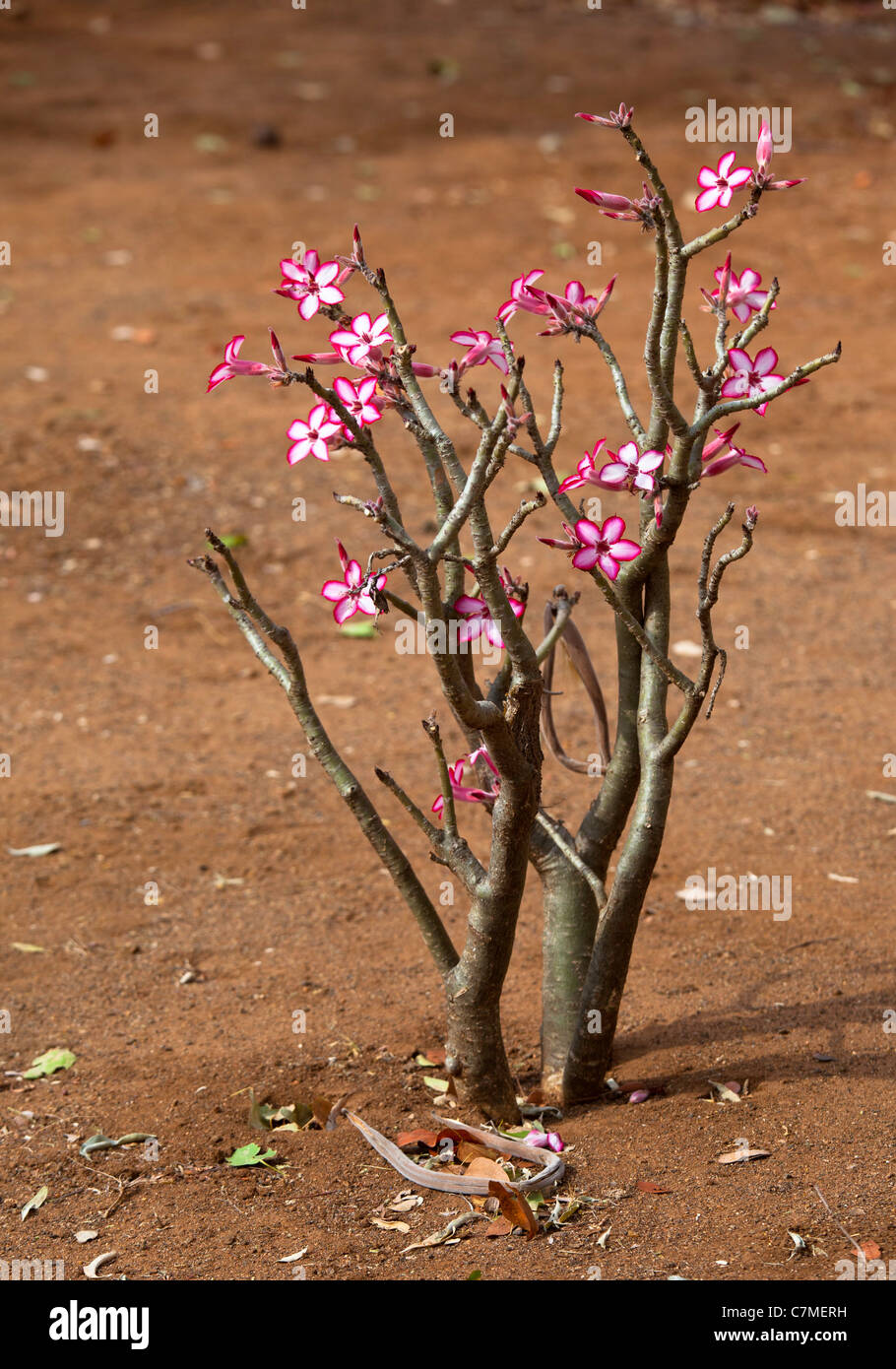 impala lelie flower Stock Photo - Alamy