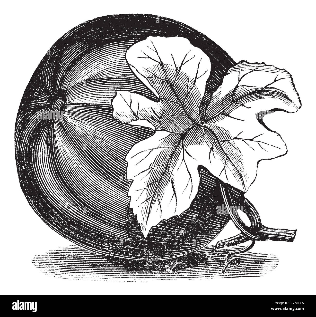 Cucurbita illustration hi-res stock photography and images - Alamy