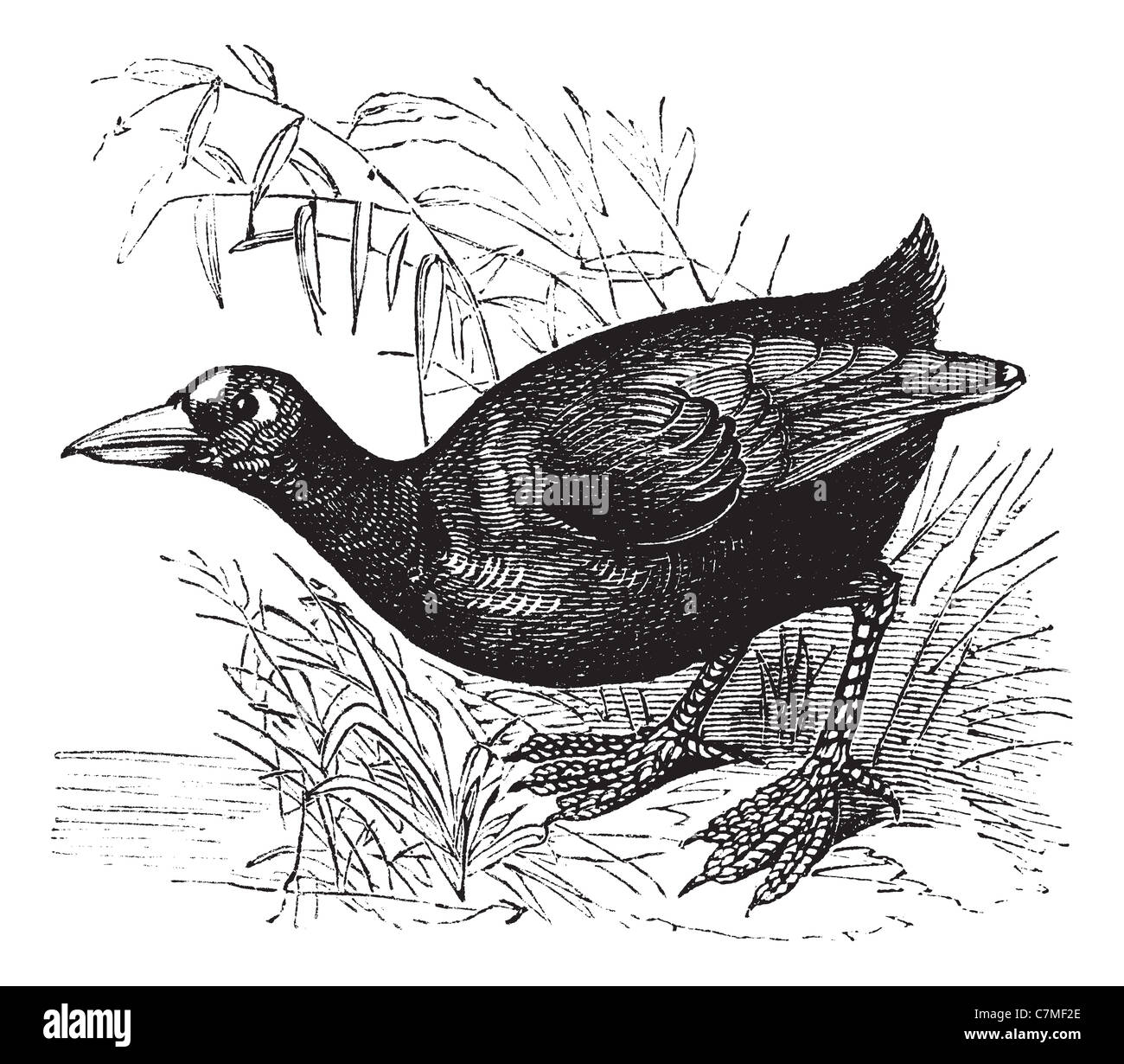 American coot mud hen in hi-res stock photography and images - Alamy