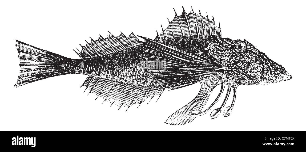 Common Sea Robin, vintage engraving. Old engraved illustration of ...