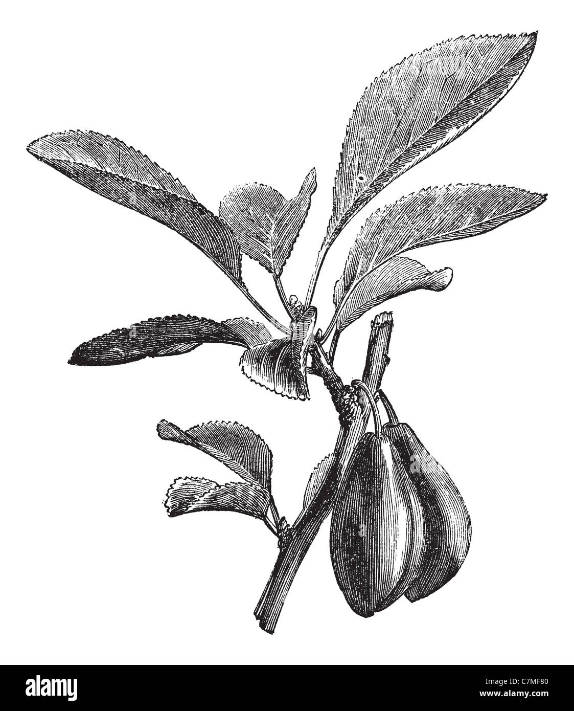 Damson or Prunus insititia, vintage engraving. Old engraved ...