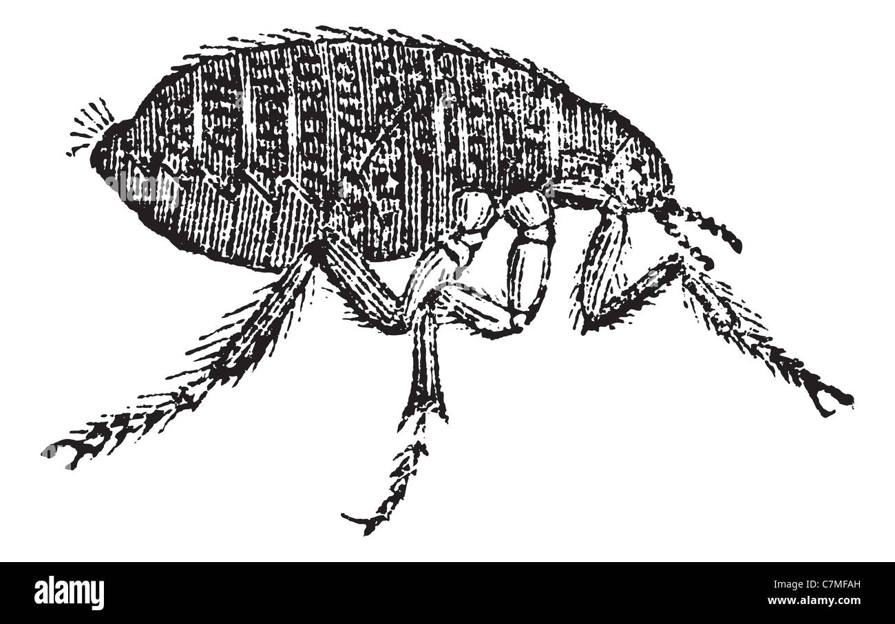 Human flea or Pulex irritans, vintage engraving. Old engraved ...