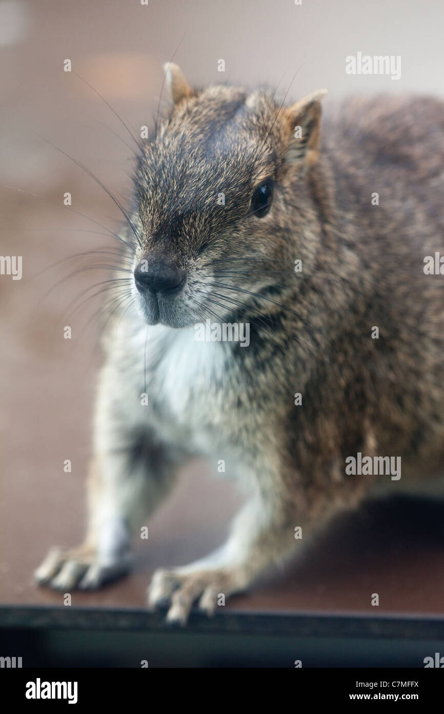 Rock Cavy (Kerodon rupestris). Cologne Zoo. Native to NE Brazil, South ...