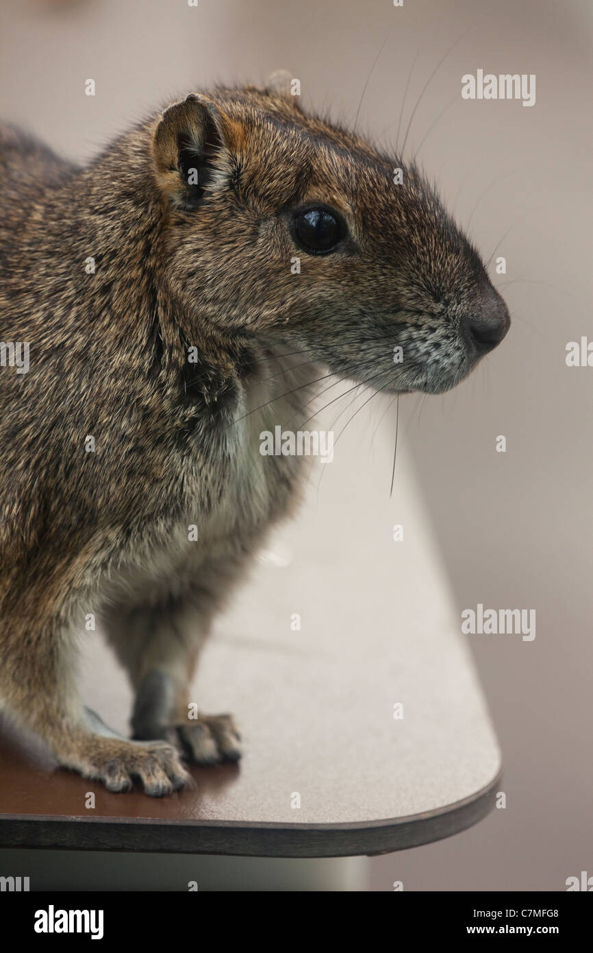 Rock cavies hi-res stock photography and images - Alamy