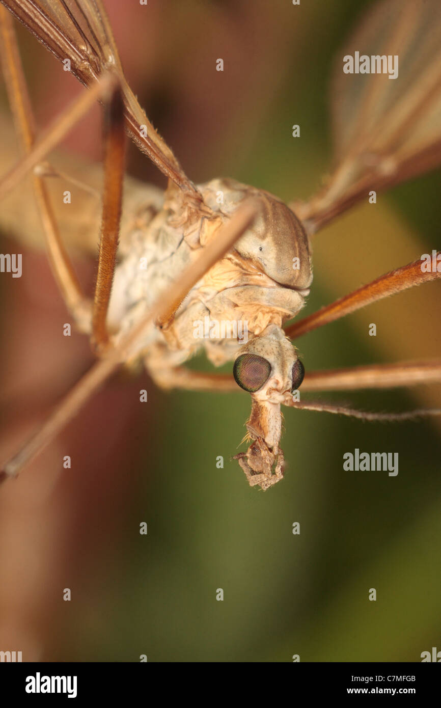 Tipula maxima hi-res stock photography and images - Alamy