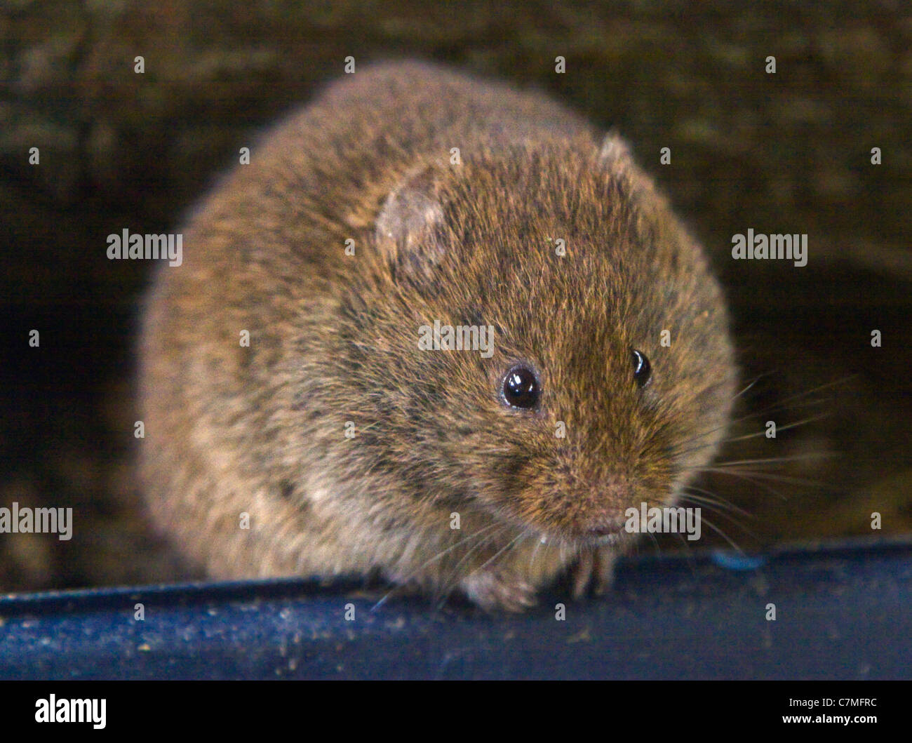 Microtus arvalis hi-res stock photography and images - Alamy