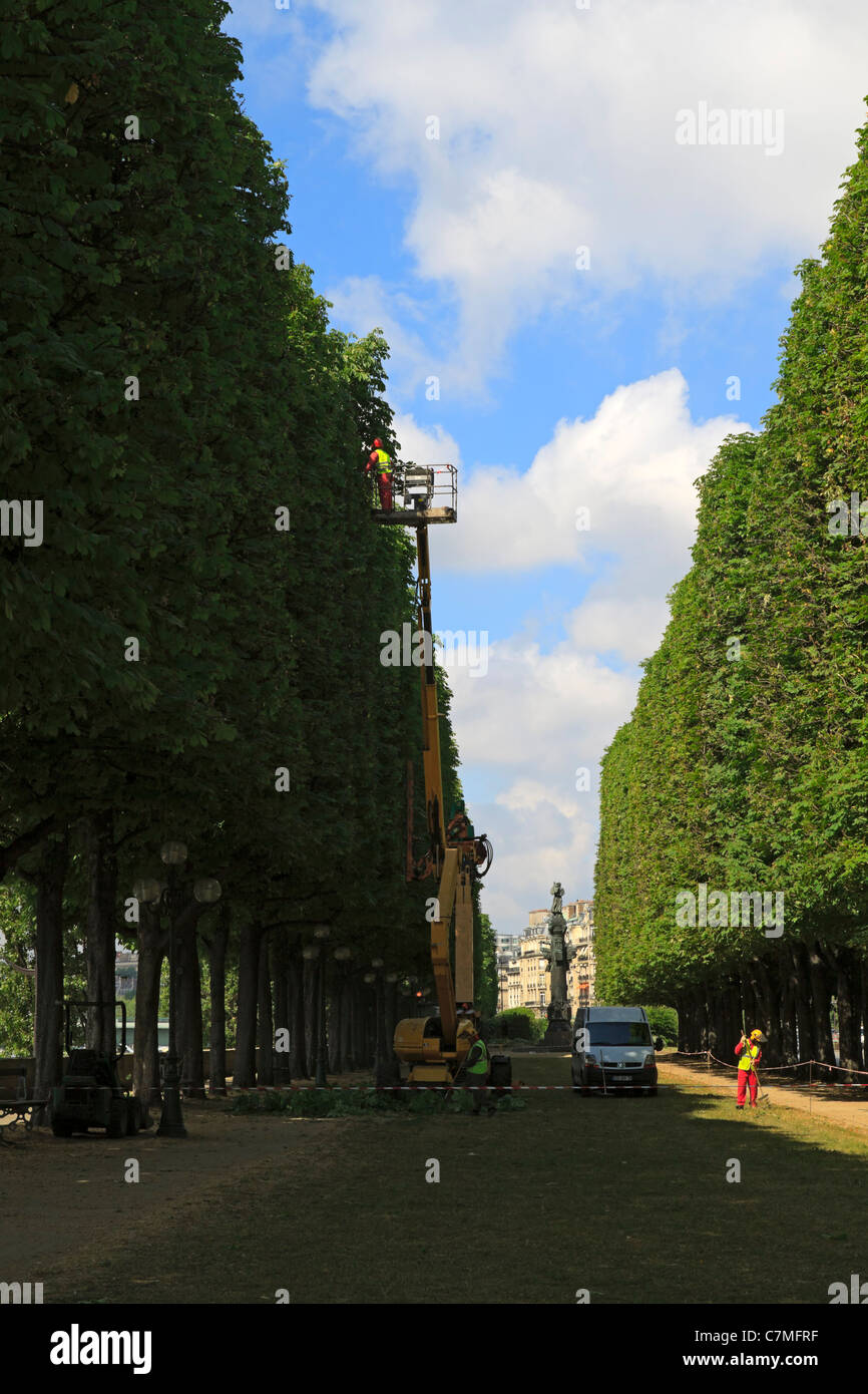 Pleached trees hi-res stock photography and images - Alamy