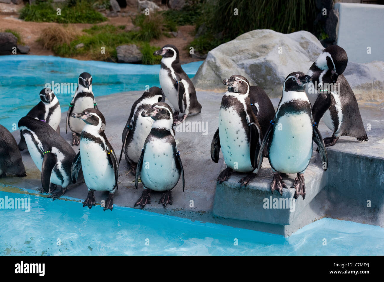 Humbolt's or Peruvian Penguins (Spheniscus humboltii). Exhibit and ...