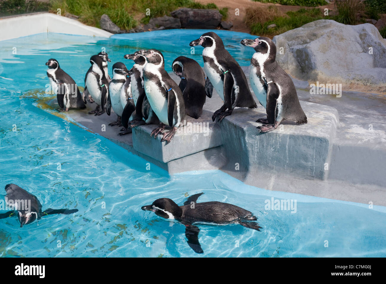 Penguin enclosure hi-res stock photography and images - Alamy