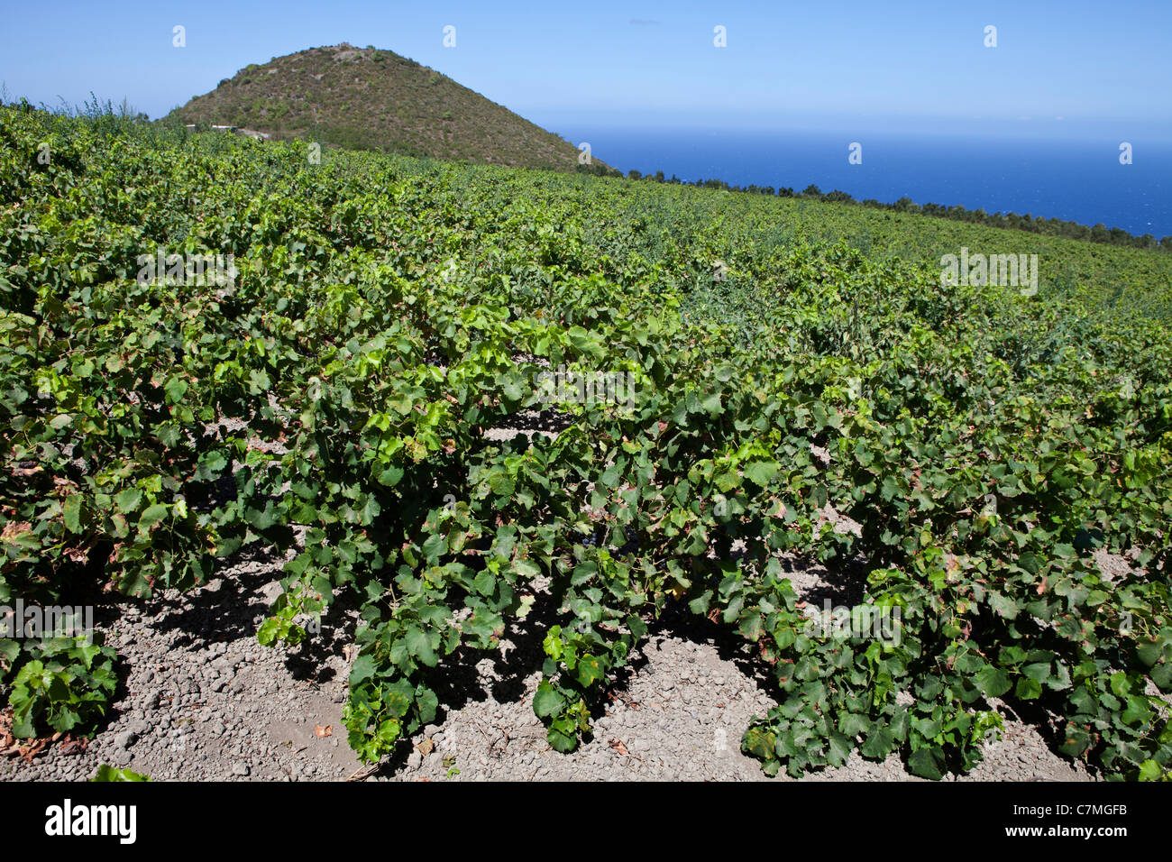 Zibibbo sicily hi-res stock photography and images - Alamy