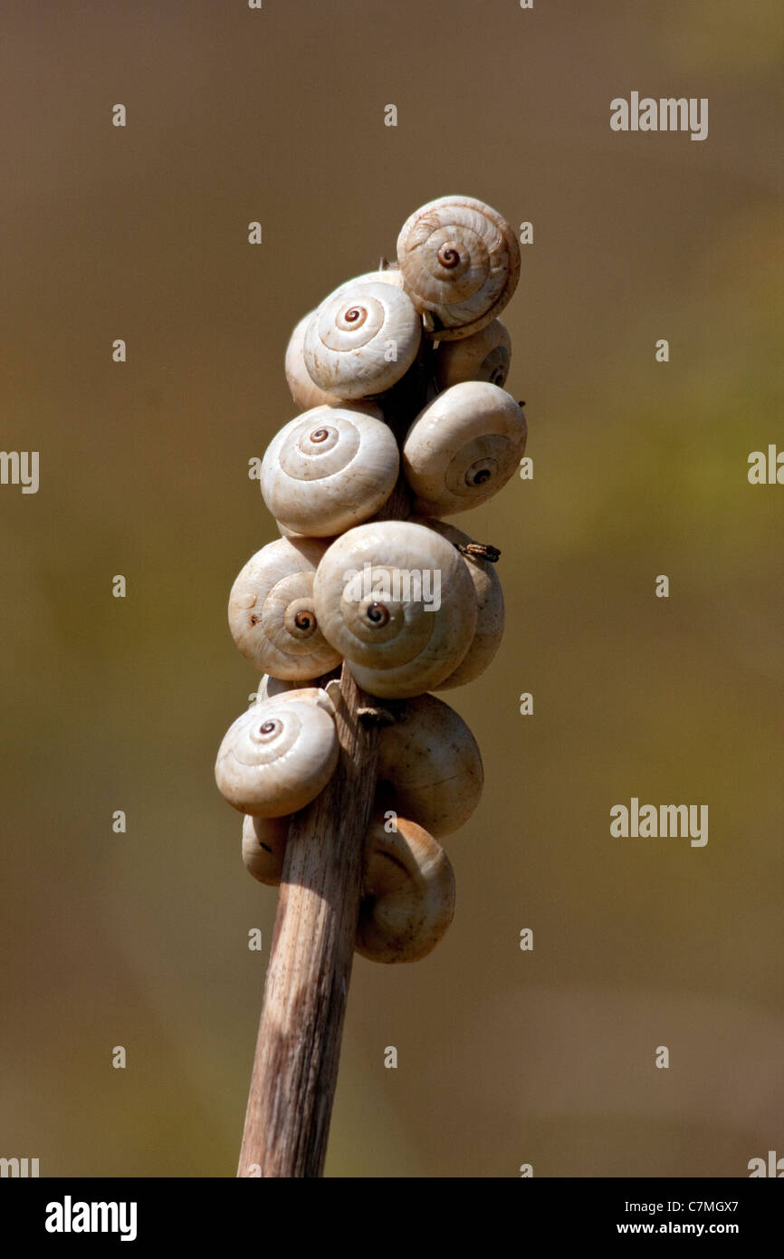 Hibernation Snails High Resolution Stock Photography and Images - Alamy