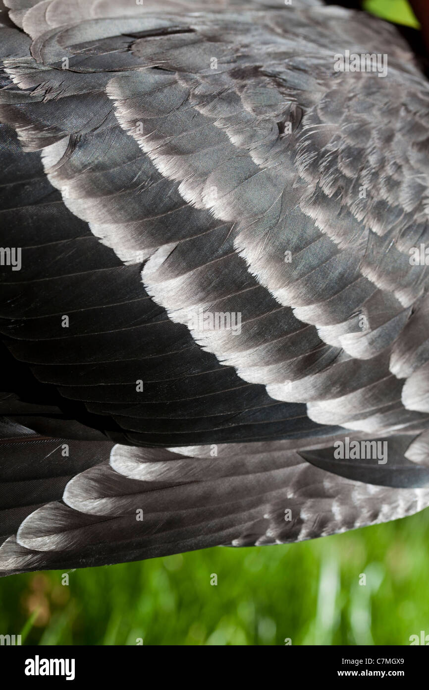 Showing three rows hi-res stock photography and images - Alamy