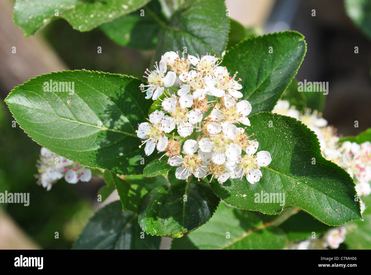 Chokeberry flowers (Aronia melanocarpa Stock Photo - Alamy