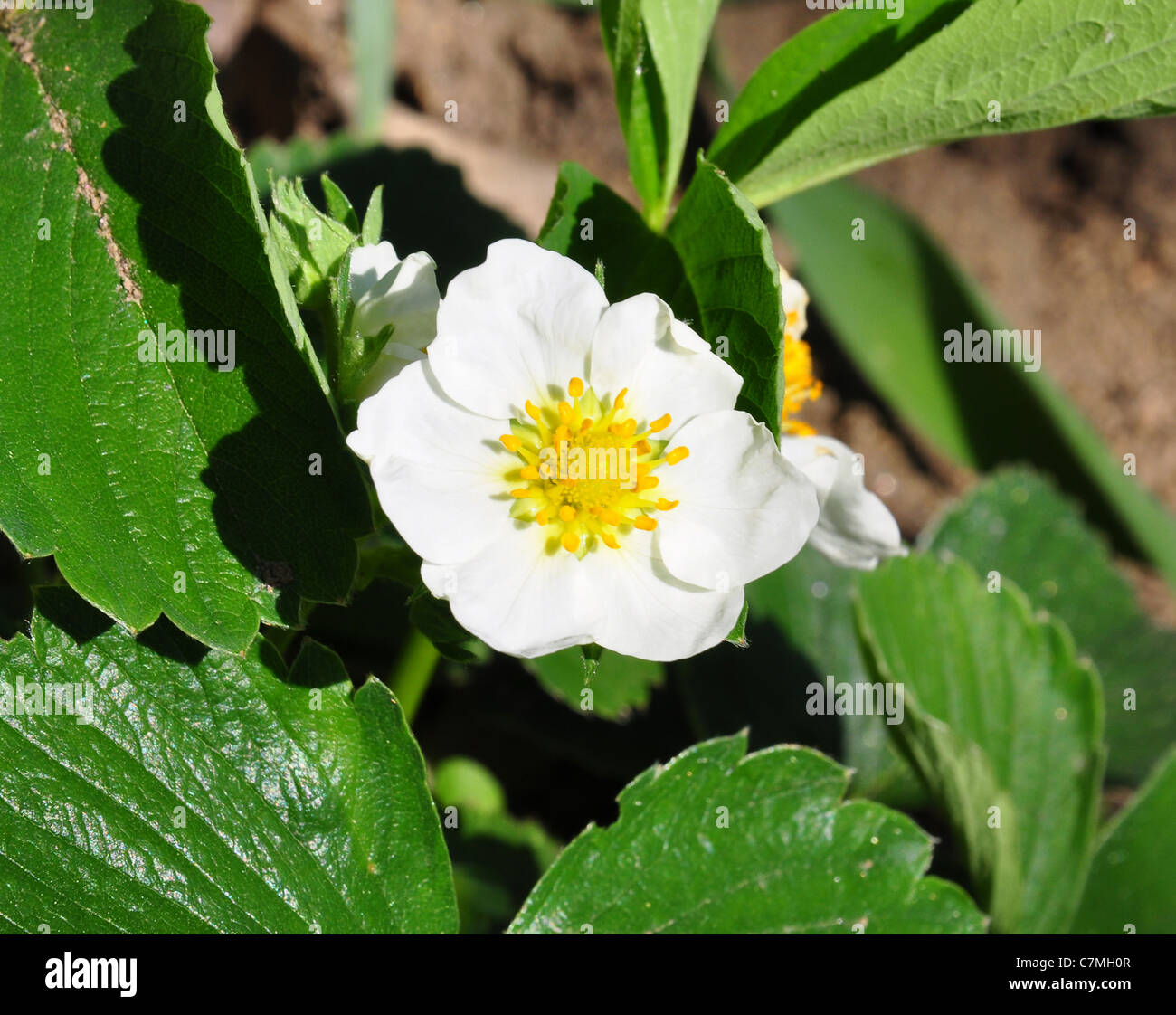 Strawberry flower (Fragaria Stock Photo - Alamy