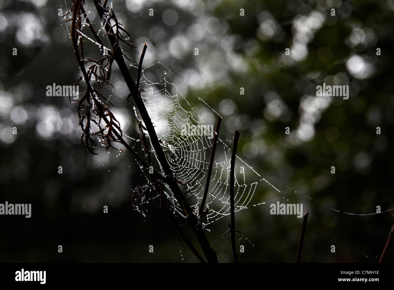 Dewy water drops outline spider's webs Stock Photo - Alamy