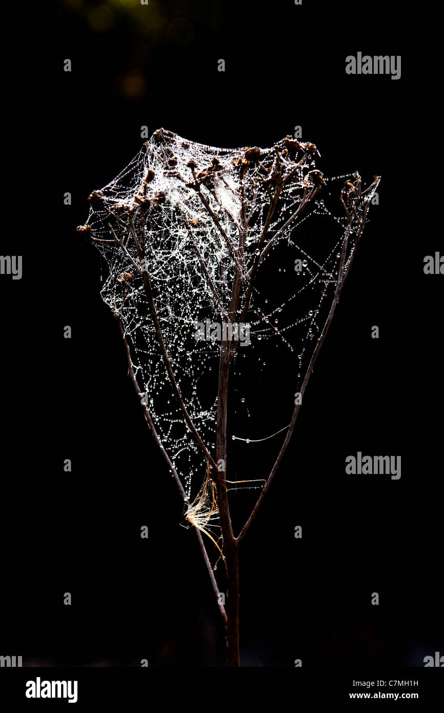 Dewy water drops outline spider's webs Stock Photo - Alamy