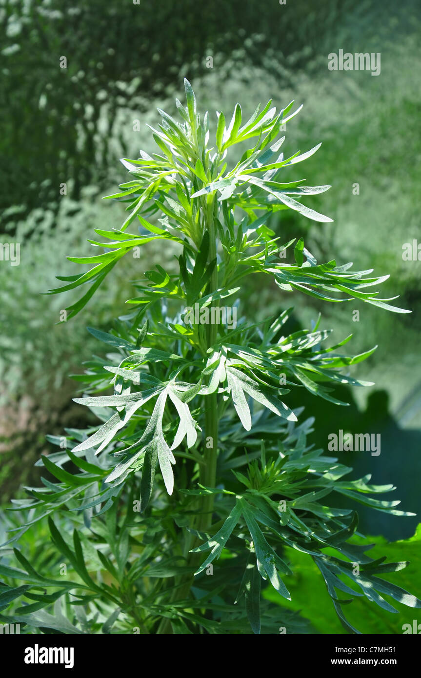 Wormwood (Artemisia absinthium Stock Photo - Alamy