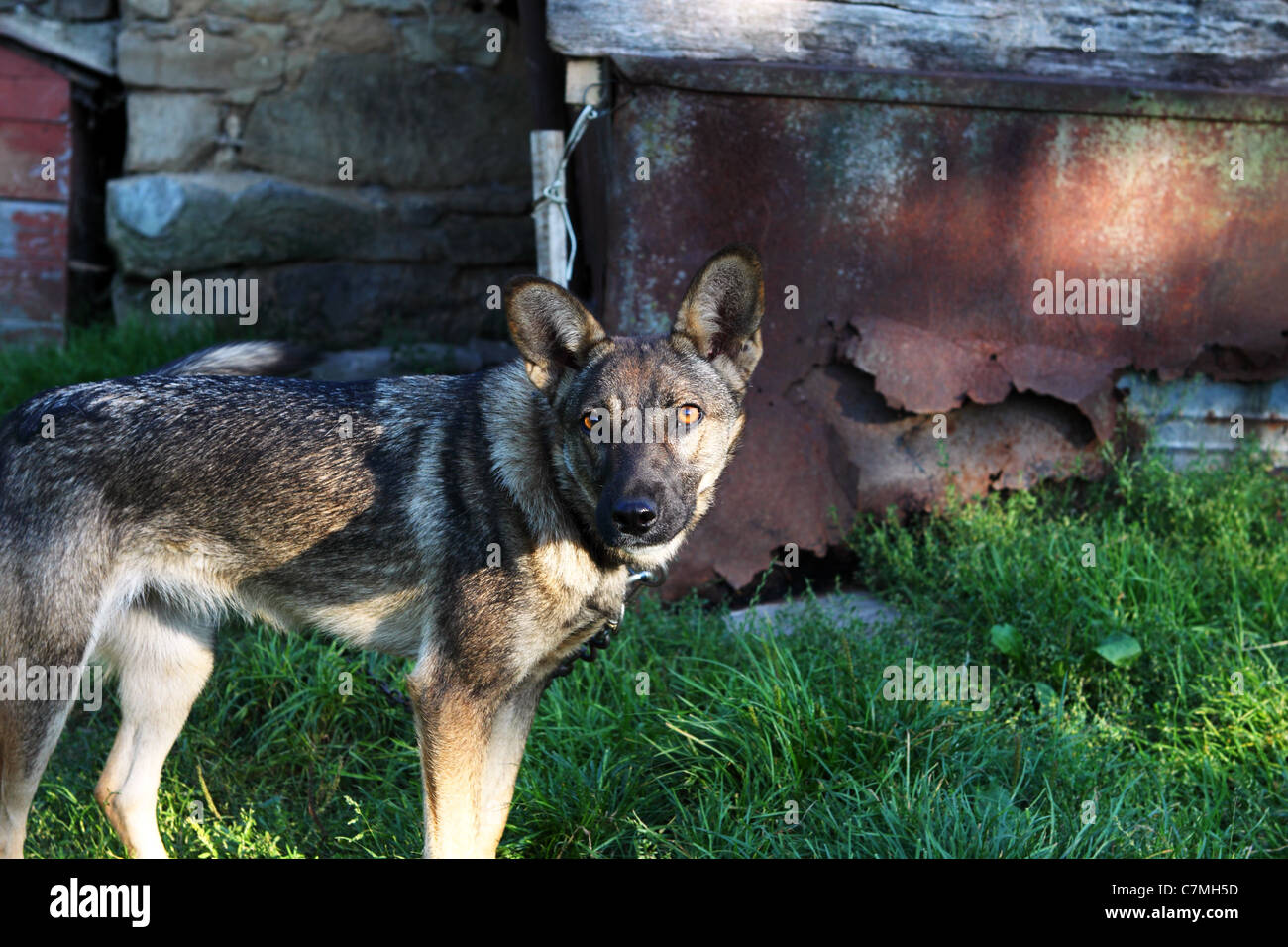 poor thin dog on the chain Stock Photo - Alamy