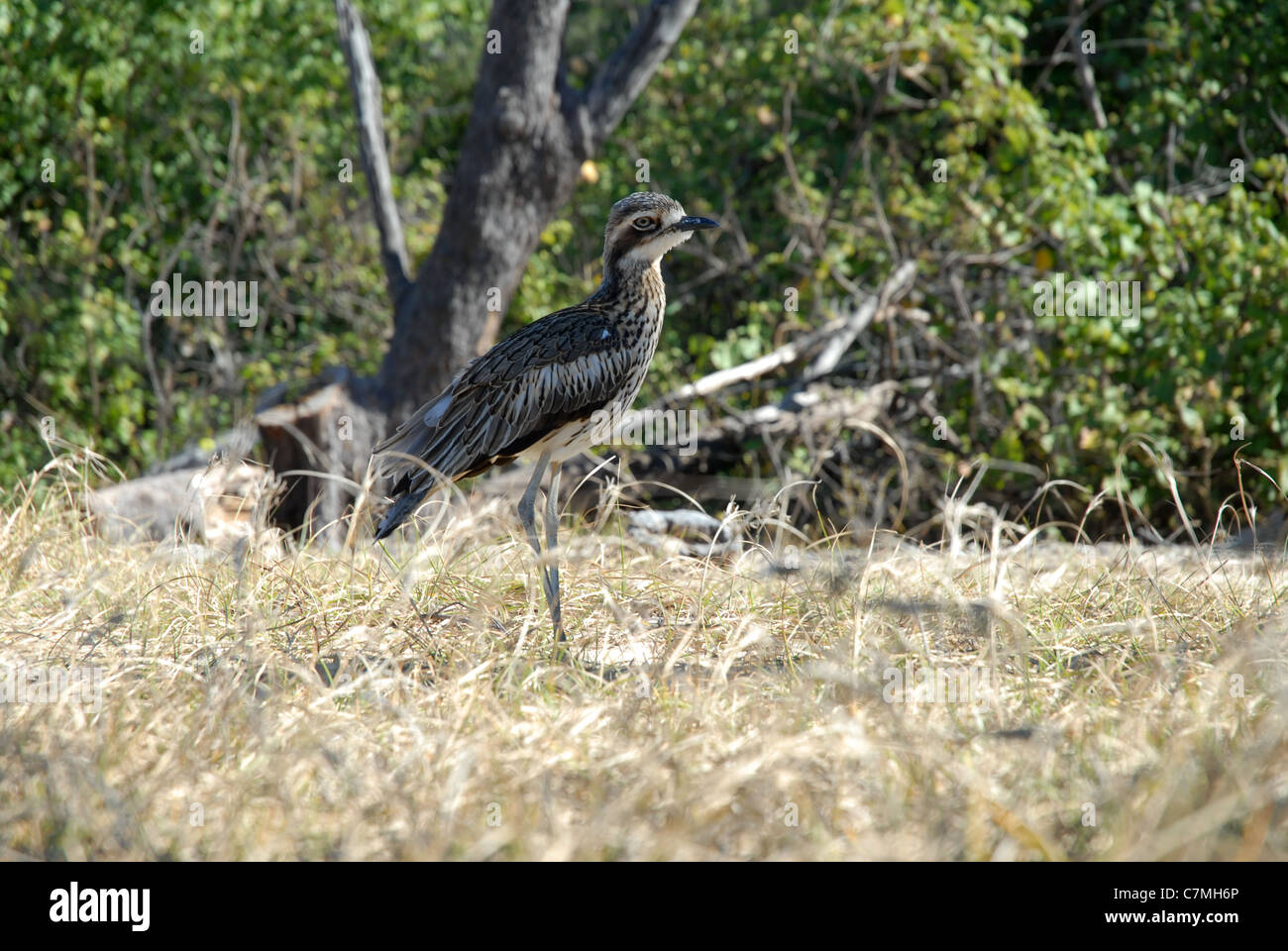 Bush stone curlew burhinus grallarius florence hi-res stock photography ...