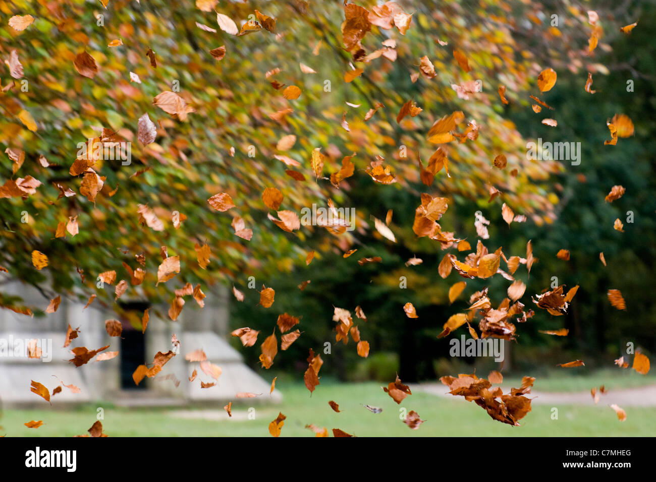 Autumn leaves falling Stock Photo - Alamy