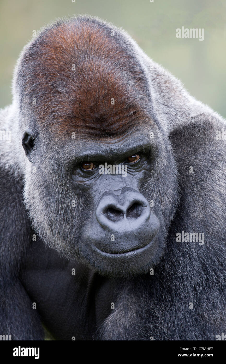 Angry Silverback Gorilla Face