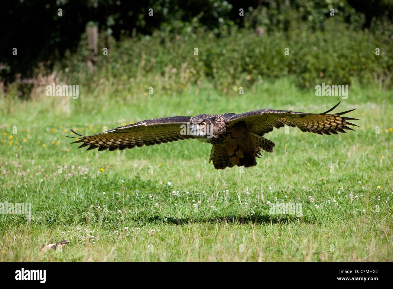 Swooping hi-res stock photography and images - Alamy