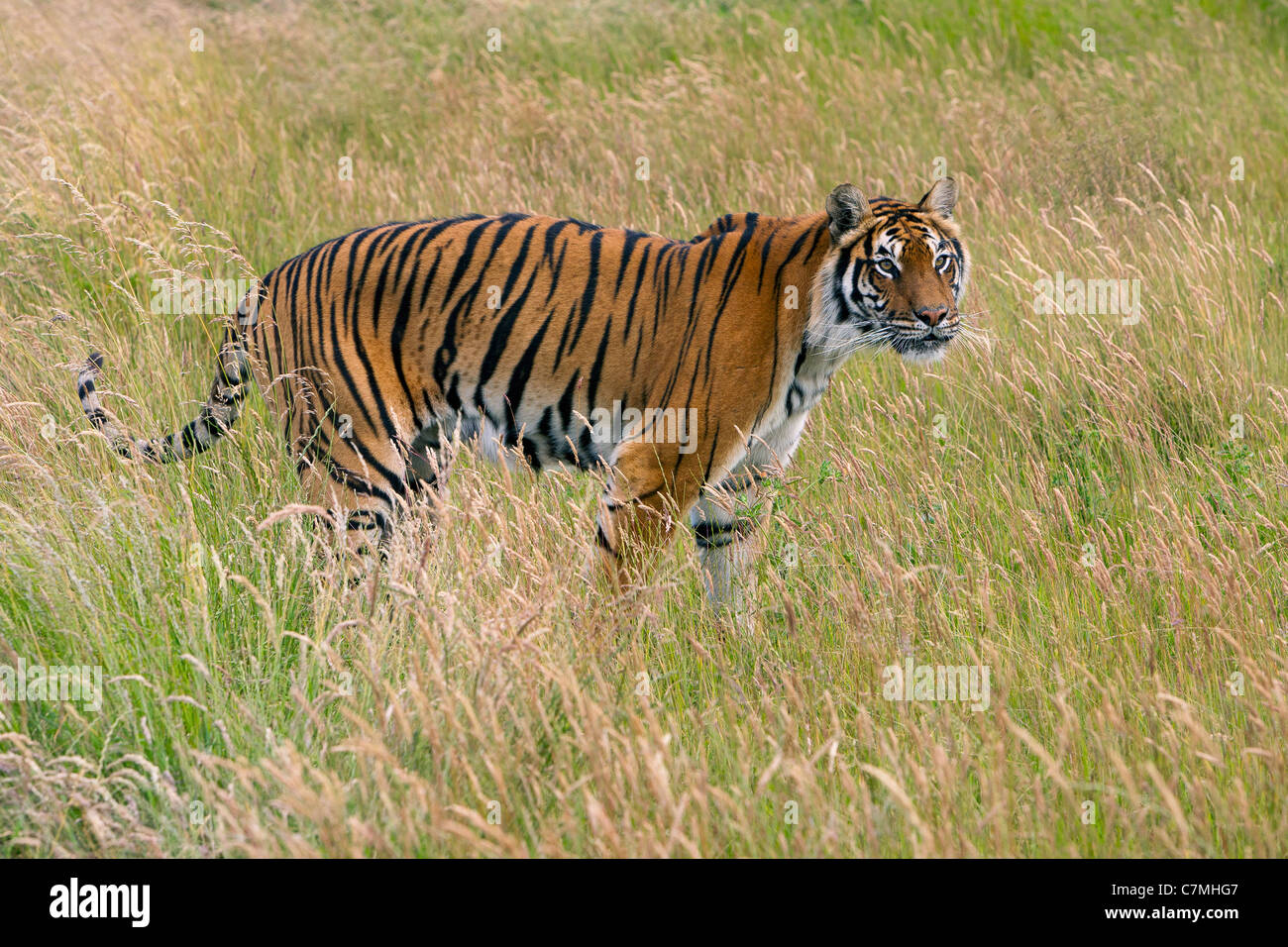 Tiger fangs hi-res stock photography and images - Alamy