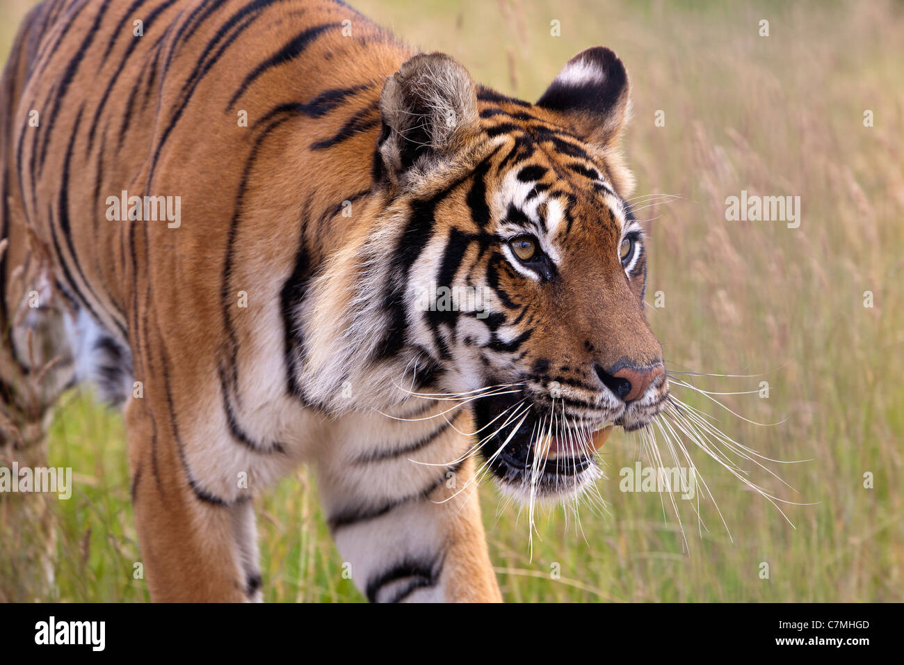 Bengal tigress hi-res stock photography and images - Alamy